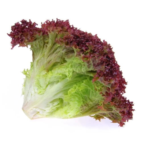 Salat, Lollo Rossa - Hydroponik-Samen, MP SEEDS