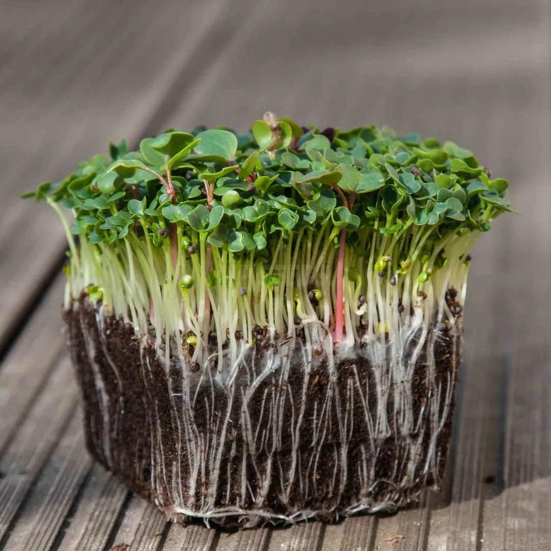 Blog - Die beliebtesten Microgreens, die Ihre Kunden lieben werden ...